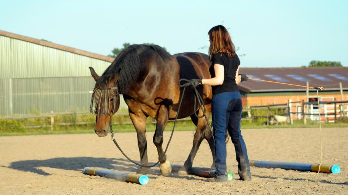 Bodenarbeit mit Pferden | Basics & Trainingsarten